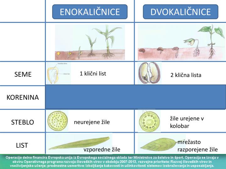 PPT - RASTLINSKI ORGANI korenina, steblo, list PowerPoint Presentation ...