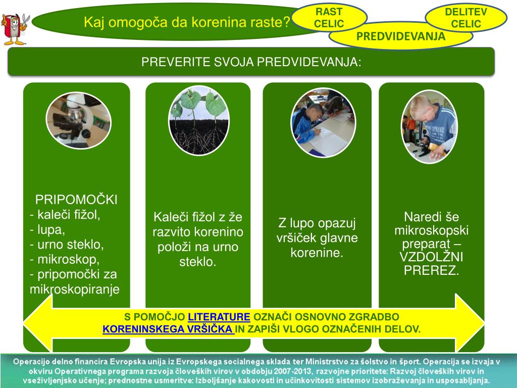 PPT - RASTLINSKI ORGANI korenina, steblo, list PowerPoint Presentation ...