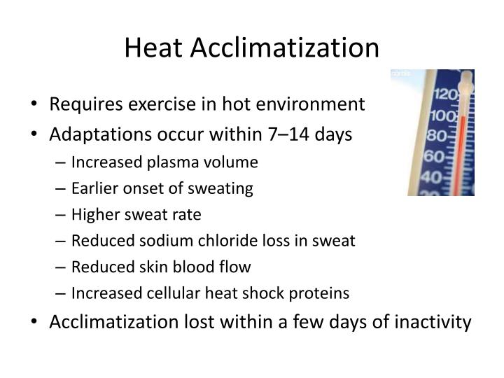 PPT - Temperature Regulation PowerPoint Presentation - ID:2352527