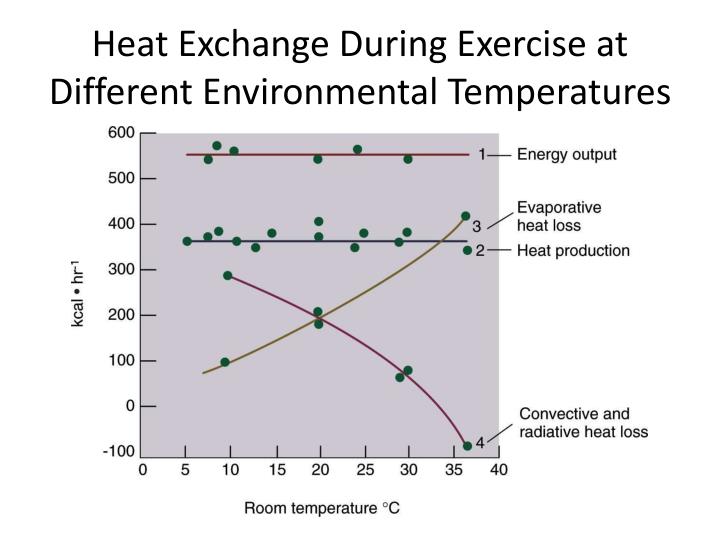 PPT - Temperature Regulation PowerPoint Presentation - ID:2352527