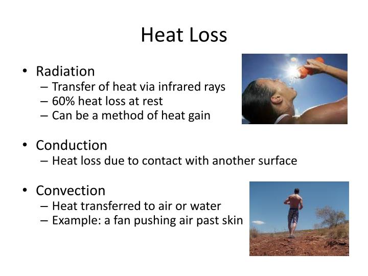 PPT - Temperature Regulation PowerPoint Presentation - ID:2352527