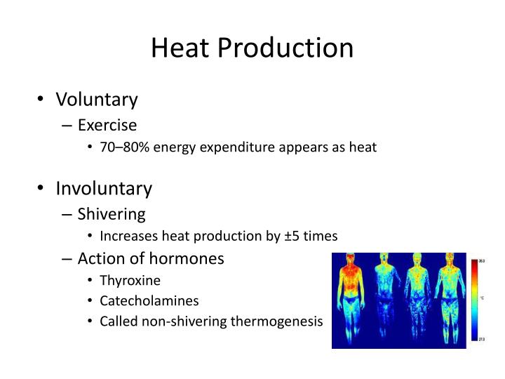 PPT - Temperature Regulation PowerPoint Presentation - ID:2352527