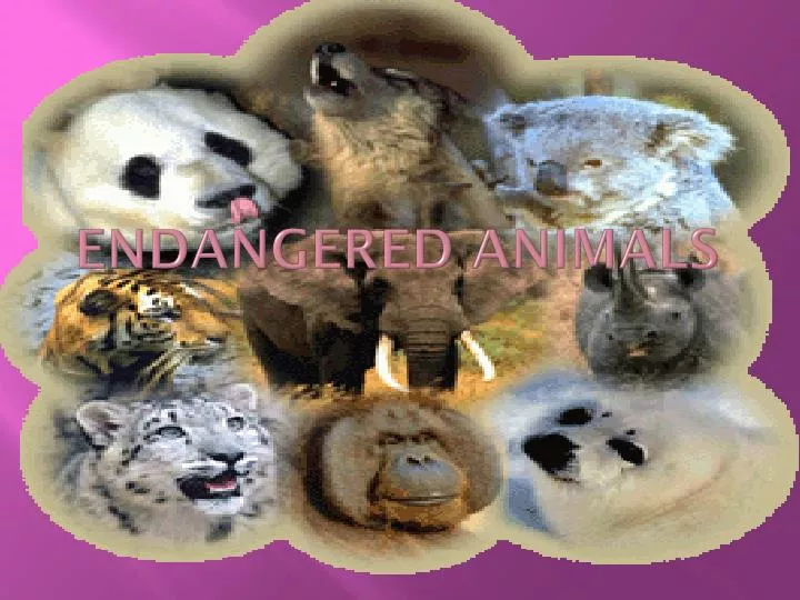 PPT - Endangered Animals PowerPoint Presentation, free download - ID ...