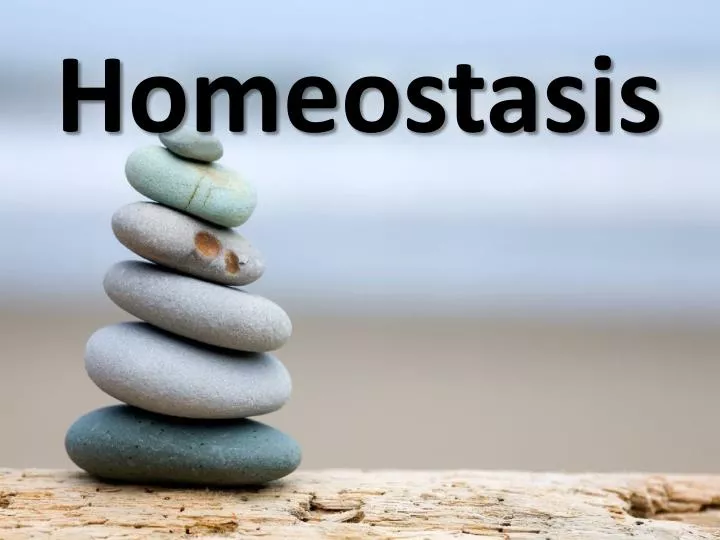 Homeostasis Powerpoint Presentation Slides Ppt Templa