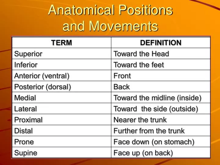 PPT - Anatomical Positions and Movements PowerPoint Presentation, free ...