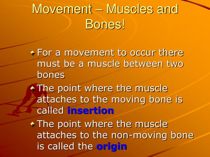 PPT - Anatomical Positions and Movements PowerPoint Presentation - ID ...