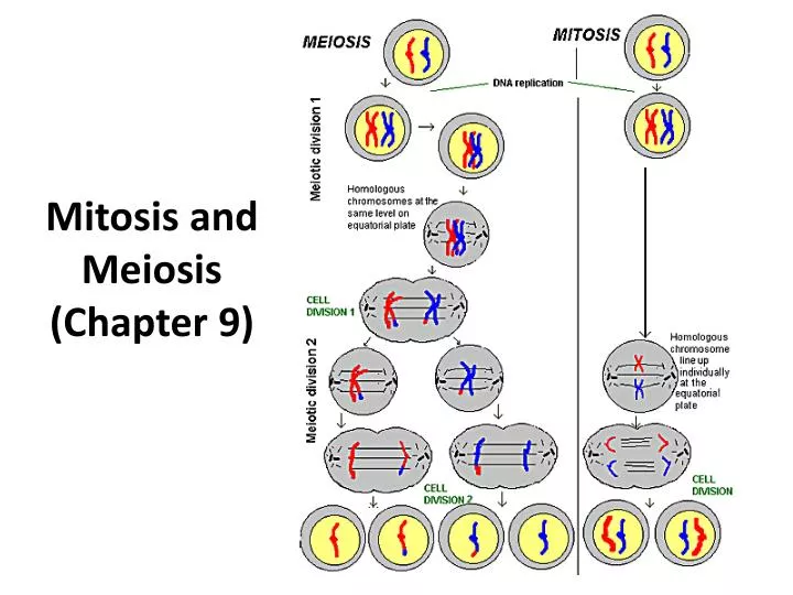 PPT - Mitosis and Meiosis (Chapter 9) PowerPoint Presentation, free ...