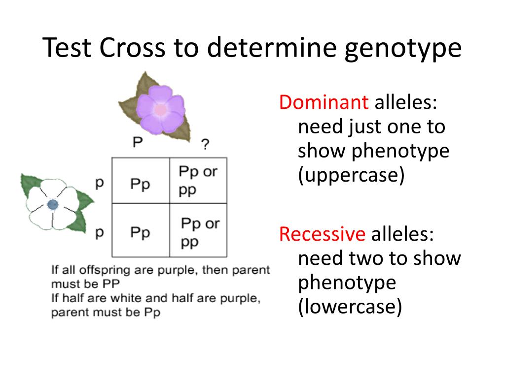PPT - Chapter 8 Inheritance, Genes & Chromosomes PowerPoint ... PPT - Chapter 8 Inheritance, Genes & Chromosomes PowerPoint ...
