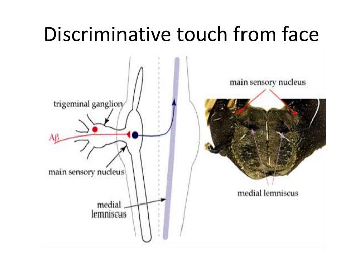 PPT - Dorsal Column – Medial Lemniscal System (DC-ML) PowerPoint ...