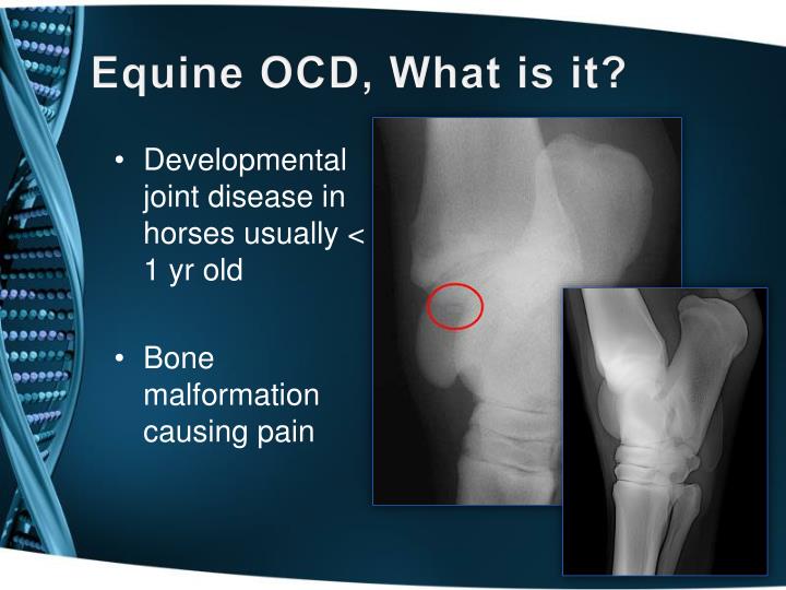 PPT - Equine Osteochondritis Dissecans PowerPoint Presentation - ID:2353883