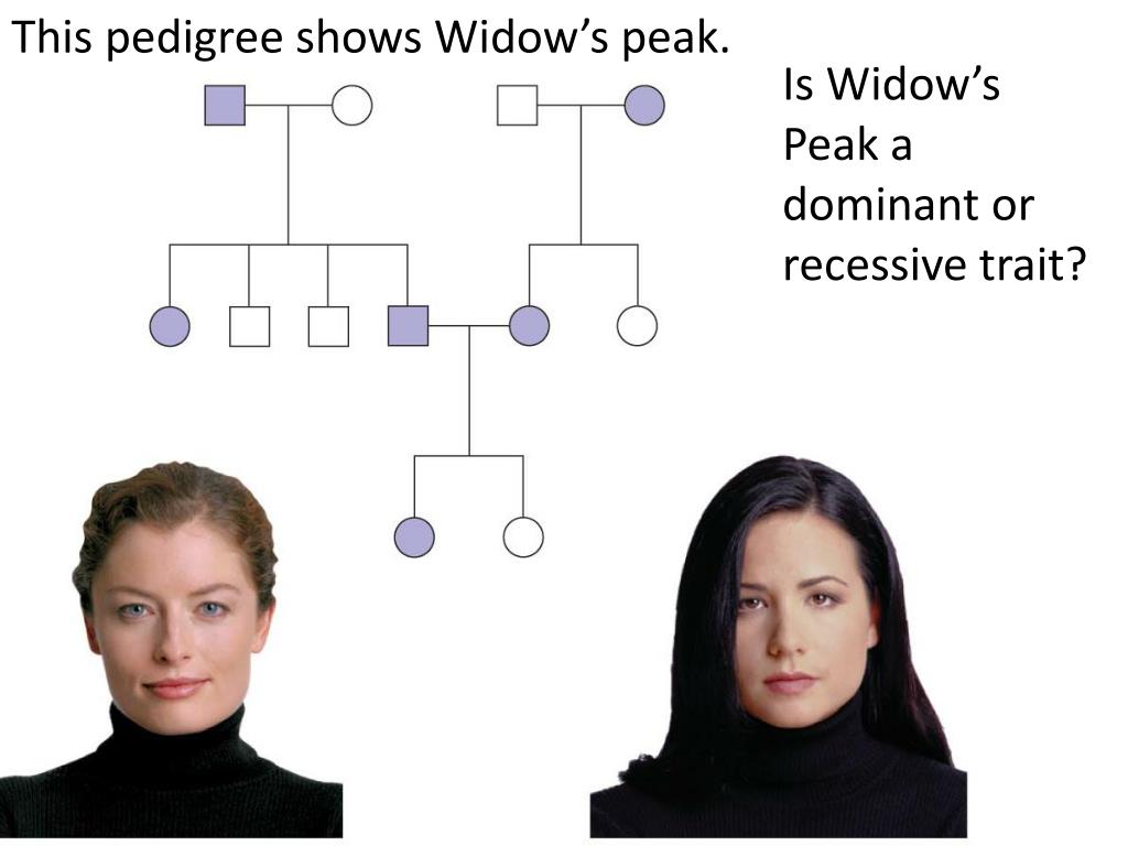 Ppt Mendels Particulate Theory Of Heredity Powerpoint Presentation