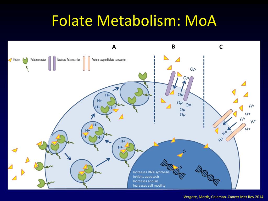 PPT - Angiogenesis Inhibitors and Novel Targeted Agents in Ovarian ...
