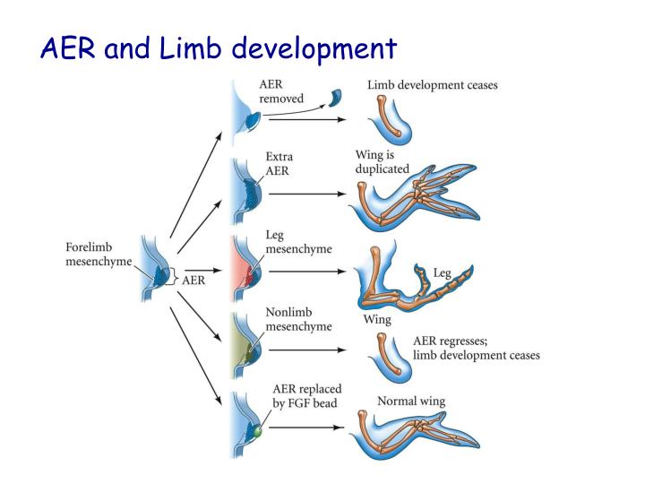 PPT - Tetrapod Limb Development PowerPoint Presentation - ID:2354812