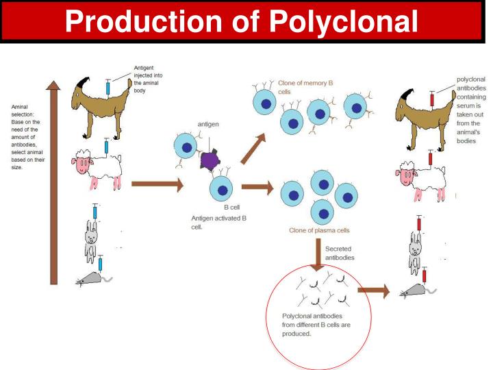 PPT - Outline Lecture 2 Production of Polyclonal Antibodies Production ...
