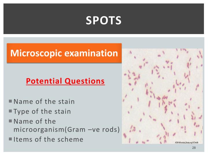 PPT - Practical Medical Microbiology PowerPoint Presentation - ID:2355111