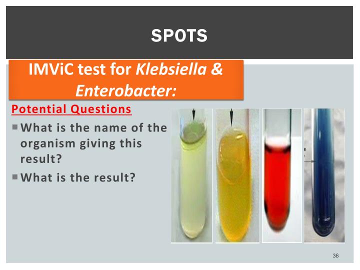 PPT - Practical Medical Microbiology PowerPoint Presentation - ID:2355111