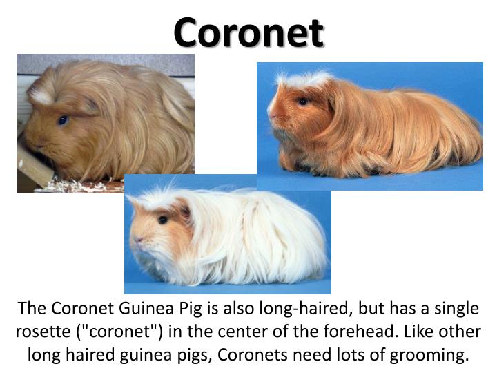PPT - Guinea Pig Breeds PowerPoint Presentation - ID:2355343