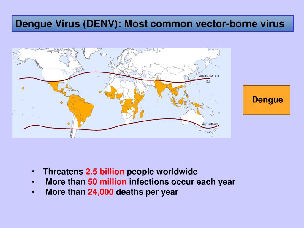 PPT - Dengue Virus and Its Risk to the U.S. Blood Supply PowerPoint ...