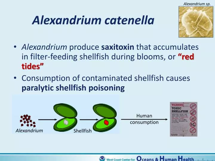 PPT - Alexandrium catenella PowerPoint Presentation, free download - ID ...