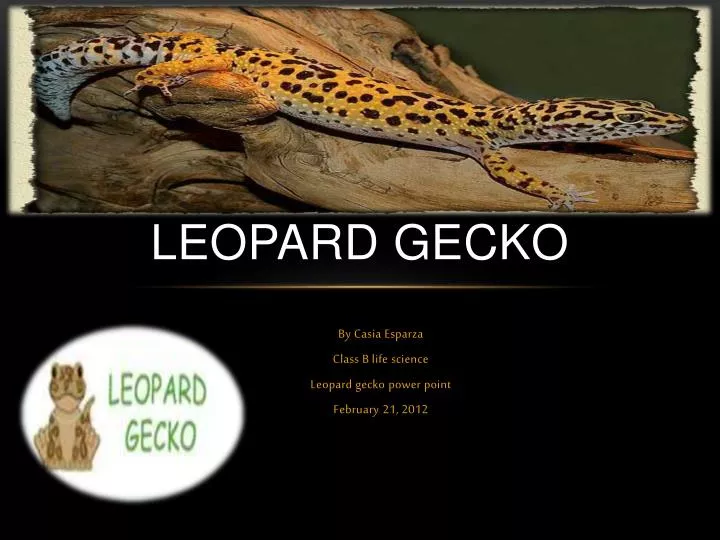 PPT - Leopard Gecko PowerPoint Presentation, free download - ID:2356228