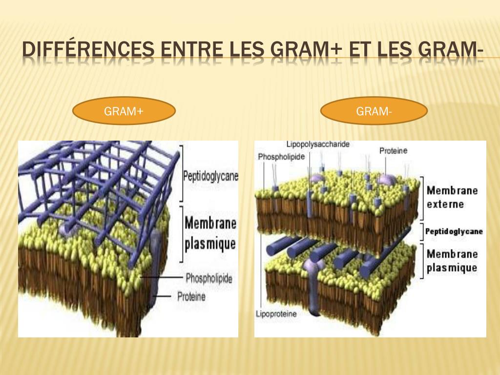 PPT - UNIVERSITE DES SCIENCES ET DE LA TECHNOLOGIE HOUARI BOUMEDIENE ...