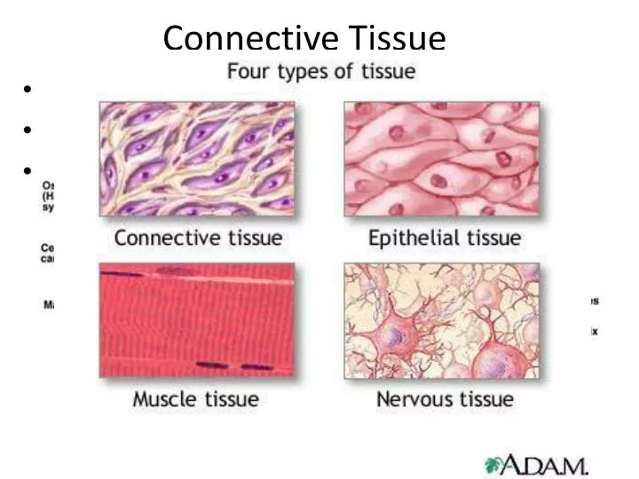 PPT Connective Tissue PowerPoint Presentation Free Download ID 2356860 PPT Connective Tissue PowerPoint Presentation Free Download ID 2356860