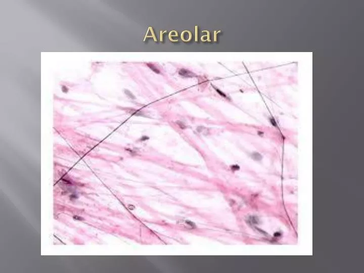 PPT - Areolar PowerPoint Presentation, free download - ID:2356889