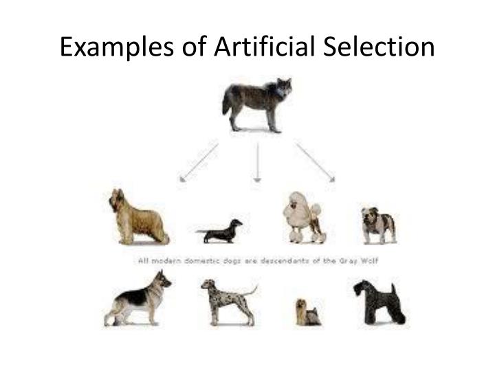 PPT - Evolution PowerPoint Presentation - ID:2357769