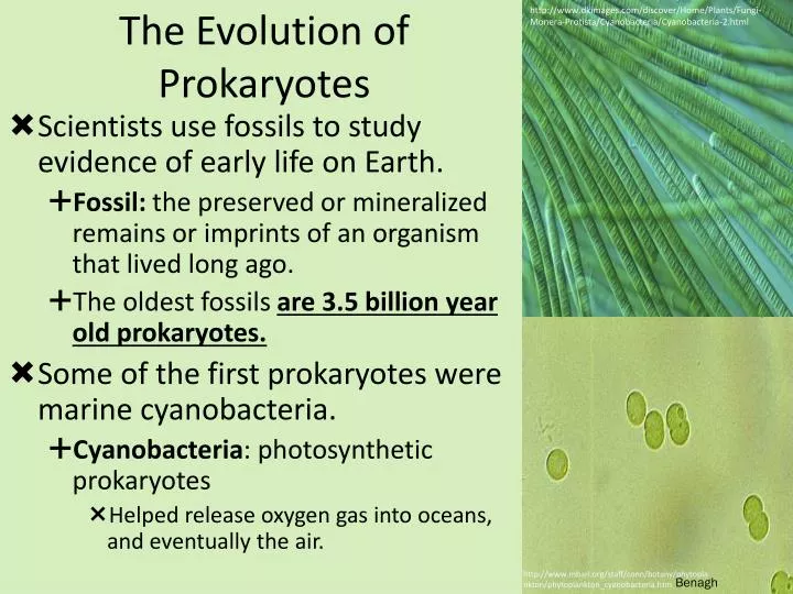 PPT - The Evolution of Prokaryotes PowerPoint Presentation, free ...
