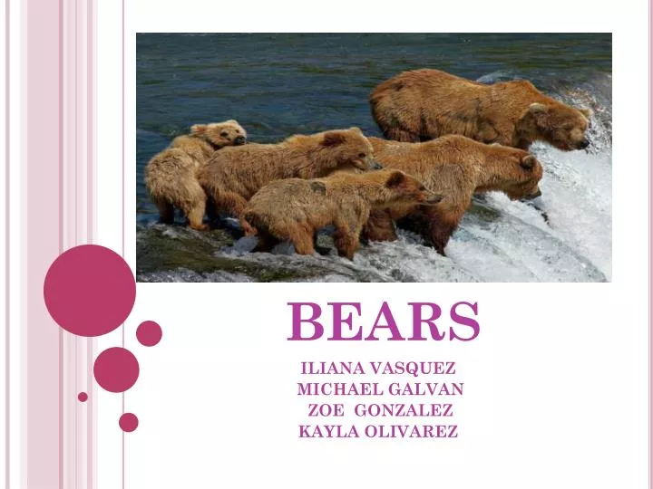 PPT - bears PowerPoint Presentation, free download - ID:2358151