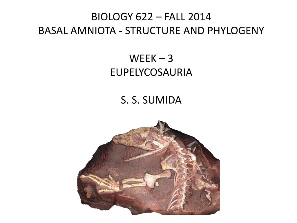 Introduction To The Amniota