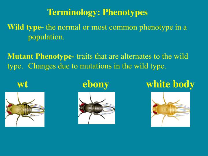 Ppt Fruit Fly Genetics Powerpoint Presentation Id2358442
