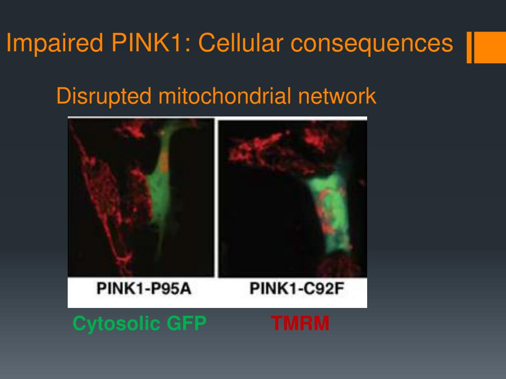 PPT - PINK1 cleavage at position A103 by the mitochondrial protease ...