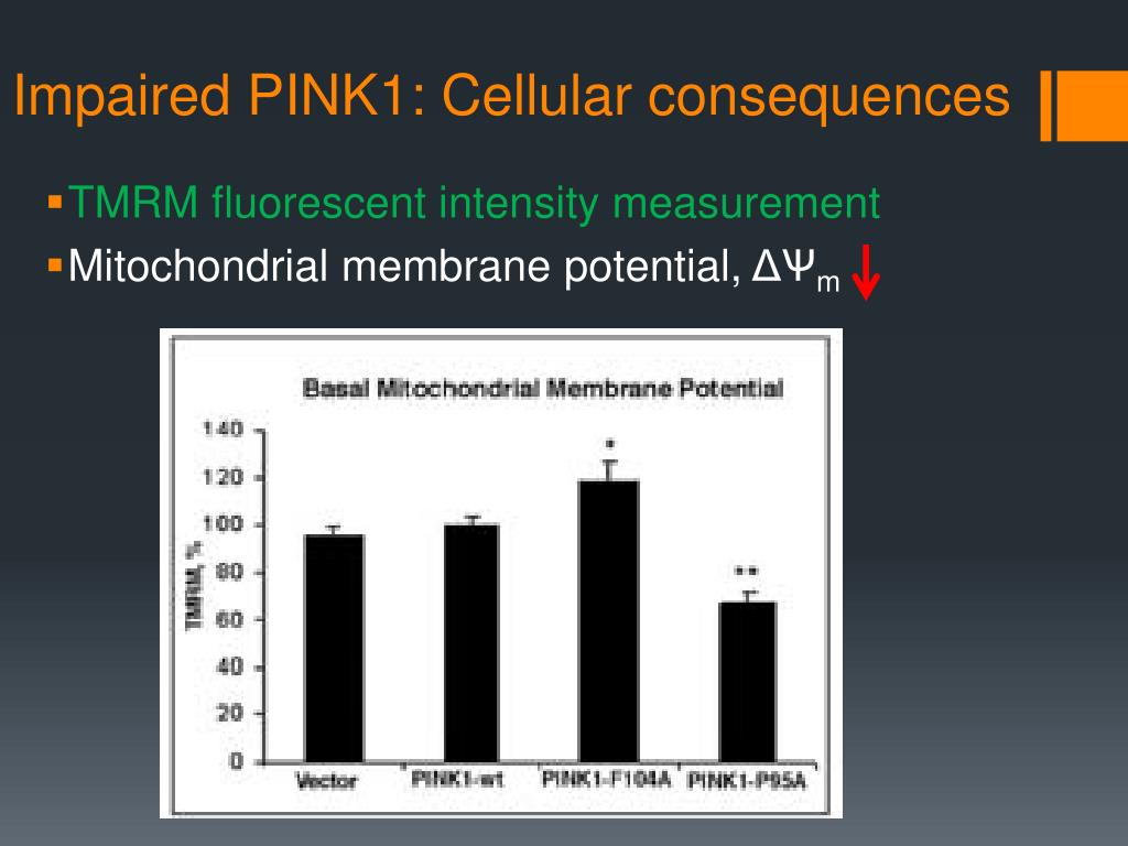 PPT - PINK1 cleavage at position A103 by the mitochondrial protease ...