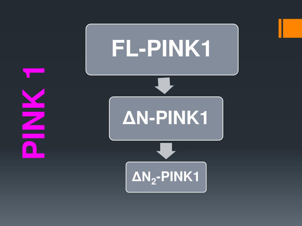 PPT - PINK1 cleavage at position A103 by the mitochondrial protease ...