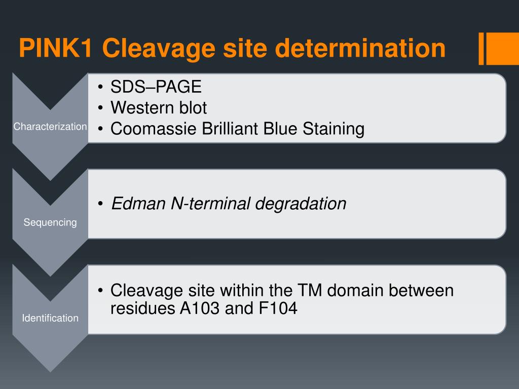 PPT - PINK1 cleavage at position A103 by the mitochondrial protease ...