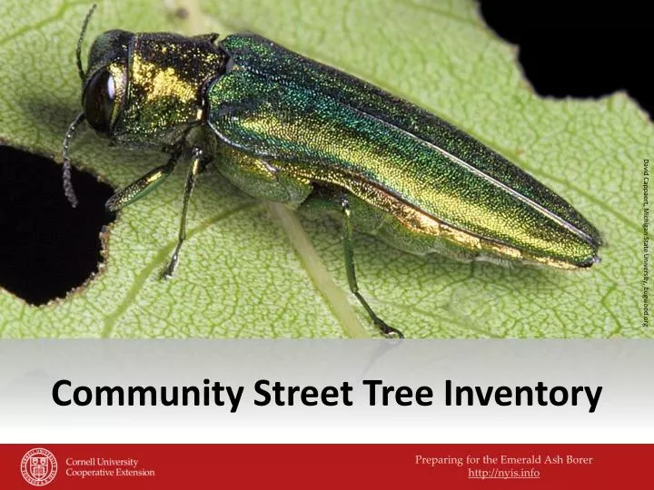 PPT - Community Street Tree Inventory PowerPoint Presentation, free ...