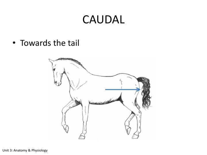 PPT - Unit 3: Anatomy & Physiology PowerPoint Presentation - ID:2359862