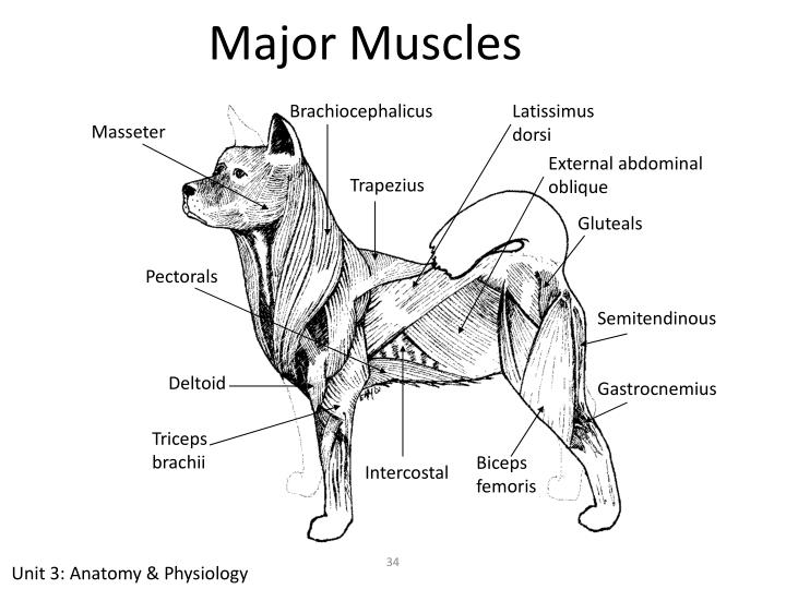 PPT - Unit 3: Anatomy & Physiology PowerPoint Presentation - ID:2359862
