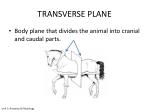 PPT - Unit 3: Anatomy & Physiology PowerPoint Presentation - ID:2359862