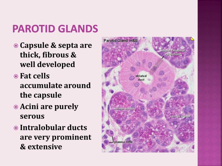 PPT - Histology of salivary glands PowerPoint Presentation - ID:2360007