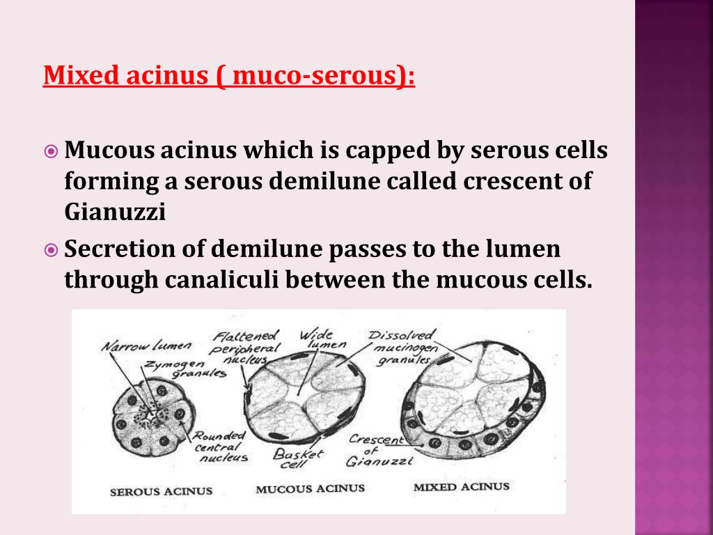 PPT - Histology of salivary glands PowerPoint Presentation, free ...