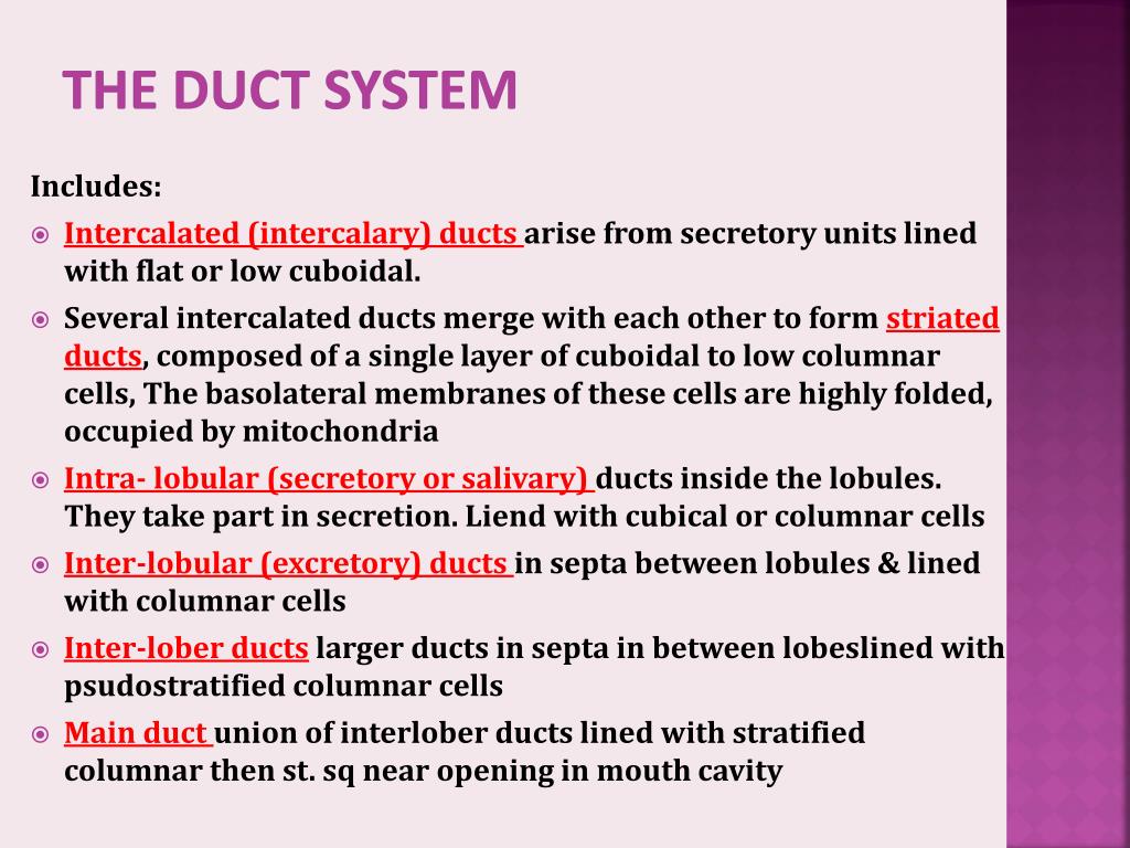 PPT - Histology of salivary glands PowerPoint Presentation, free ...
