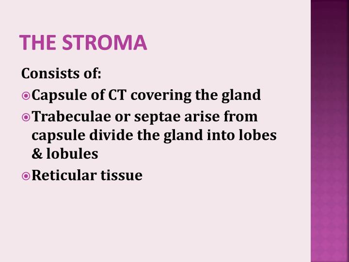 PPT - Histology of salivary glands PowerPoint Presentation - ID:2360007