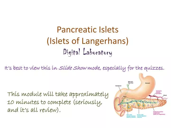 Islets Of Langerhans Diagram