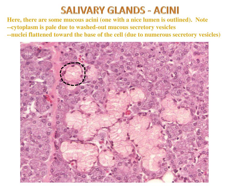 PPT - Oral Cavity: Tongue, Salivary Glands Digital Laboratory ...