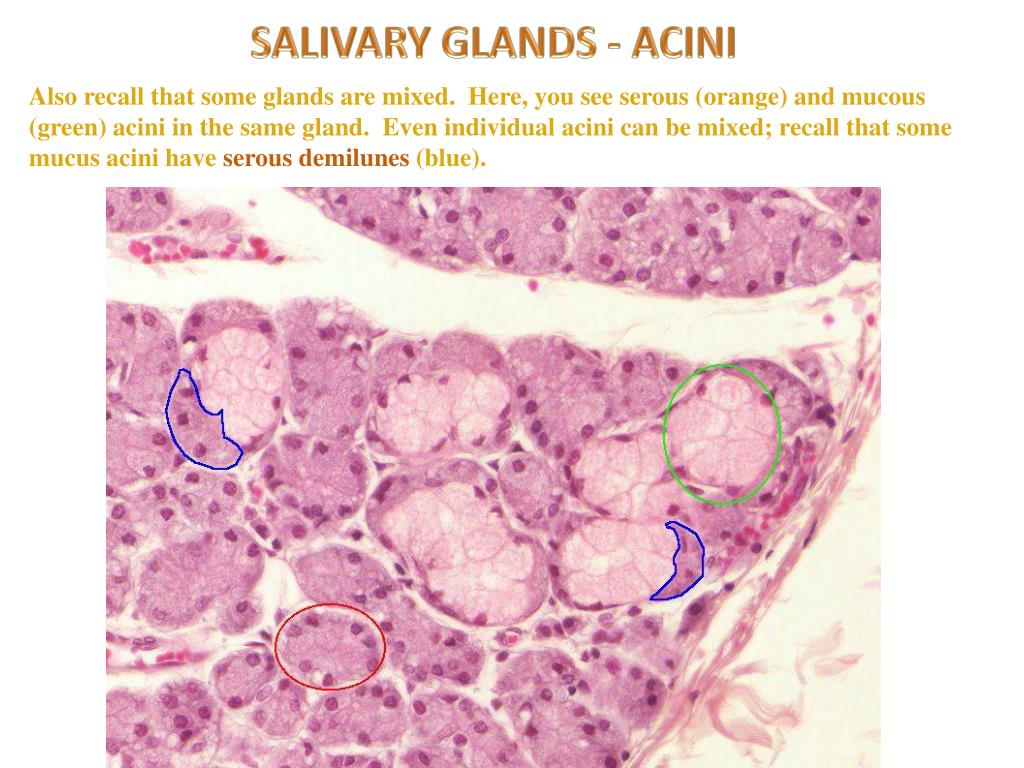 PPT - Oral Cavity: Tongue, Salivary Glands Digital Laboratory ...