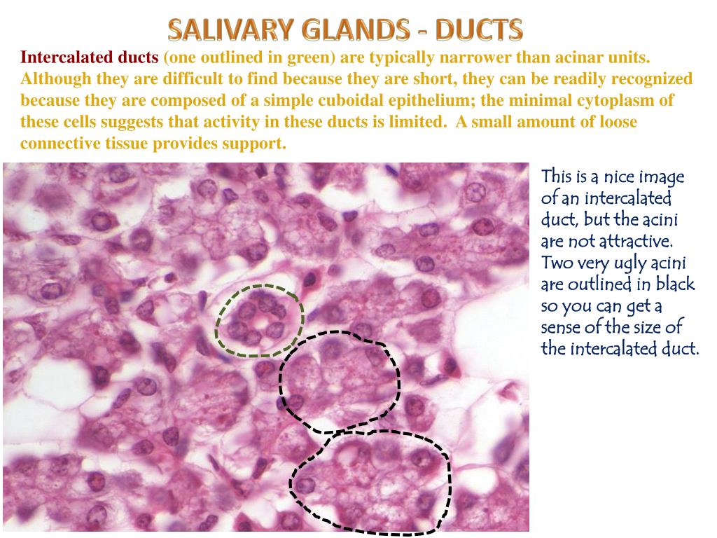 PPT - Oral Cavity: Tongue, Salivary Glands Digital Laboratory ...