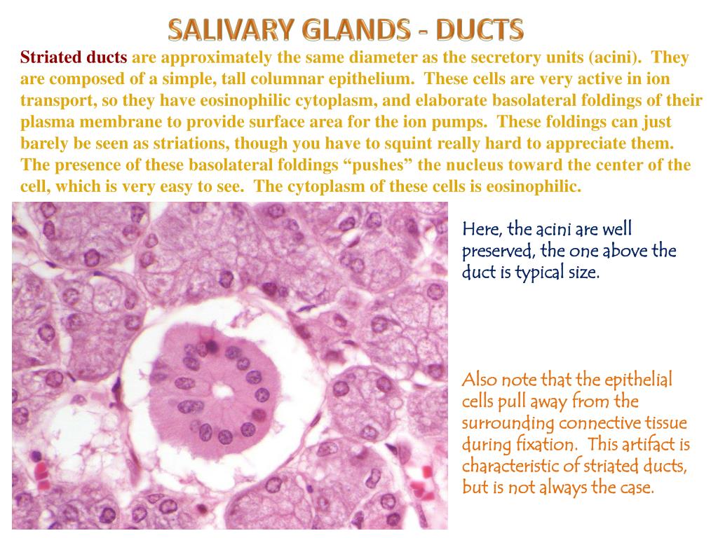 PPT - Oral Cavity: Tongue, Salivary Glands Digital Laboratory ...