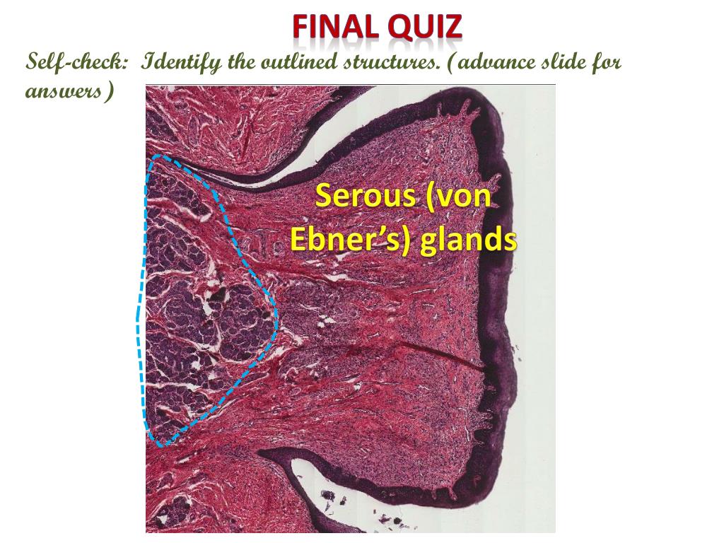 PPT - Oral Cavity: Tongue, Salivary Glands Digital Laboratory ...